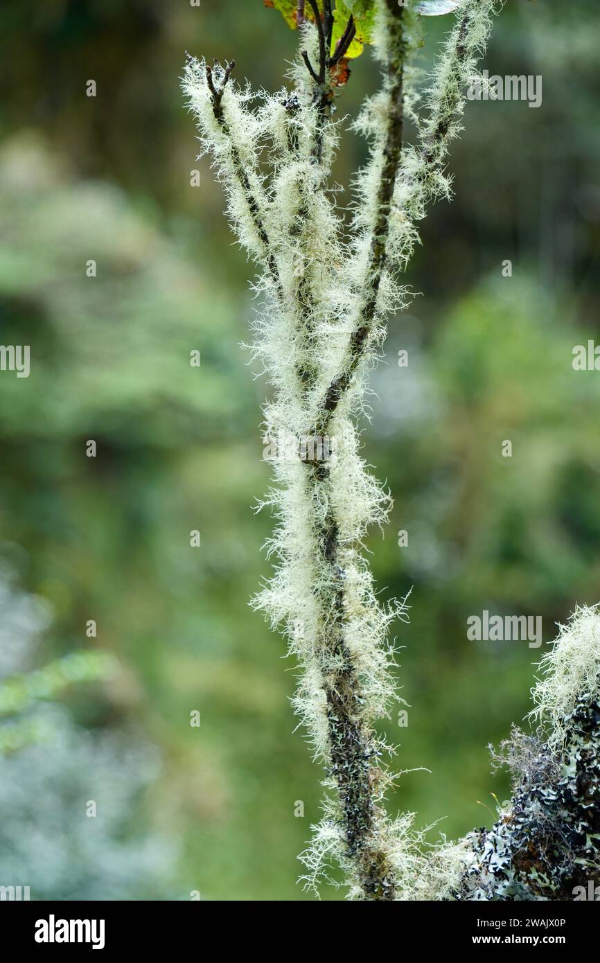 Slender green filaments hi-res stock photography and images - Alamy