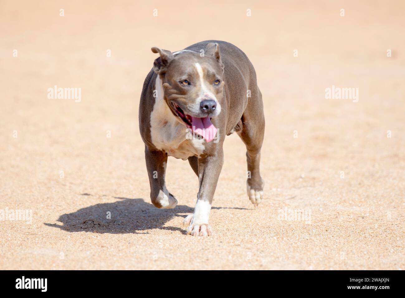 Pitbull gris hi-res stock photography and images - Alamy