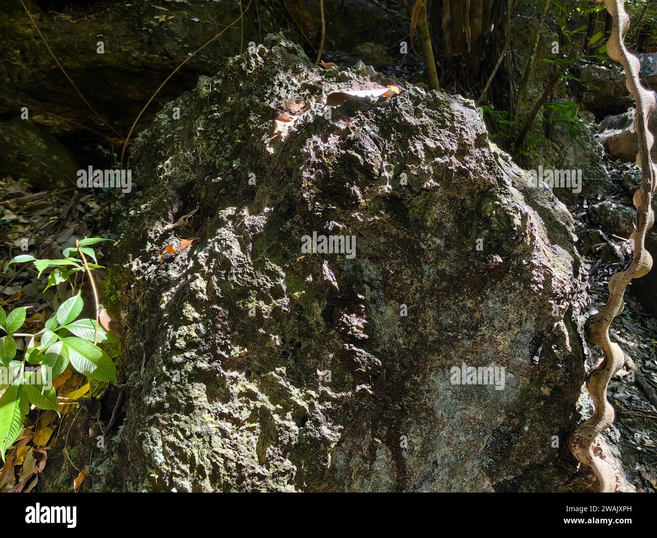 Stone in the Jungle Stock Photo - Alamy