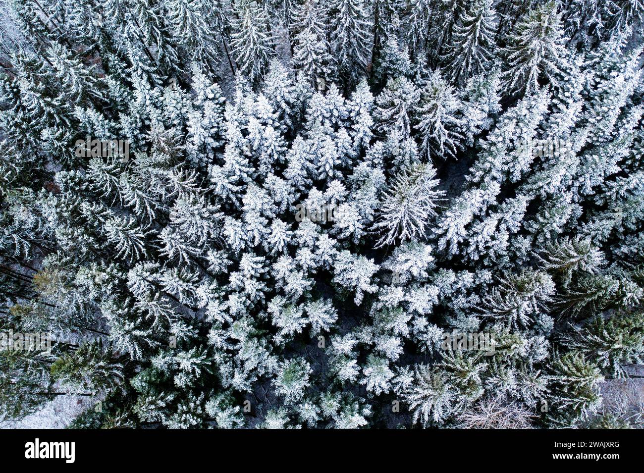 Rehna, Germany. 05th Jan, 2024. A thin layer of snow lies on conifers ...