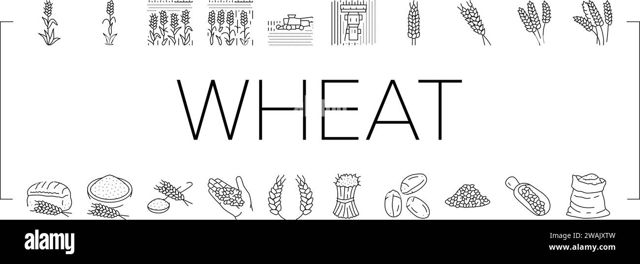 wheat grain bread harvest icons set vector Stock Vector Image & Art - Alamy