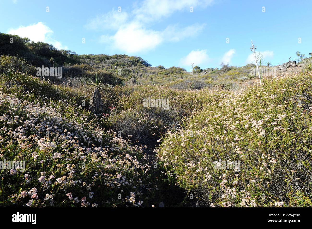California buckwheat or Mojave buckwheat (Eriogon fasciculatum) is a ...