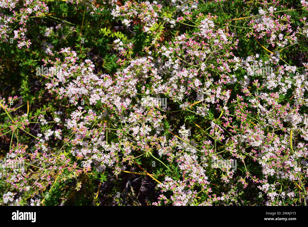 California buckwheat or Mojave buckwheat (Eriogon fasciculatum) is a ...