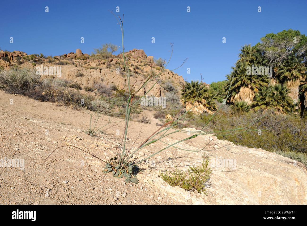 Desert trumpet (Eriogonum inflatum) is a perennial herb native to arid ...