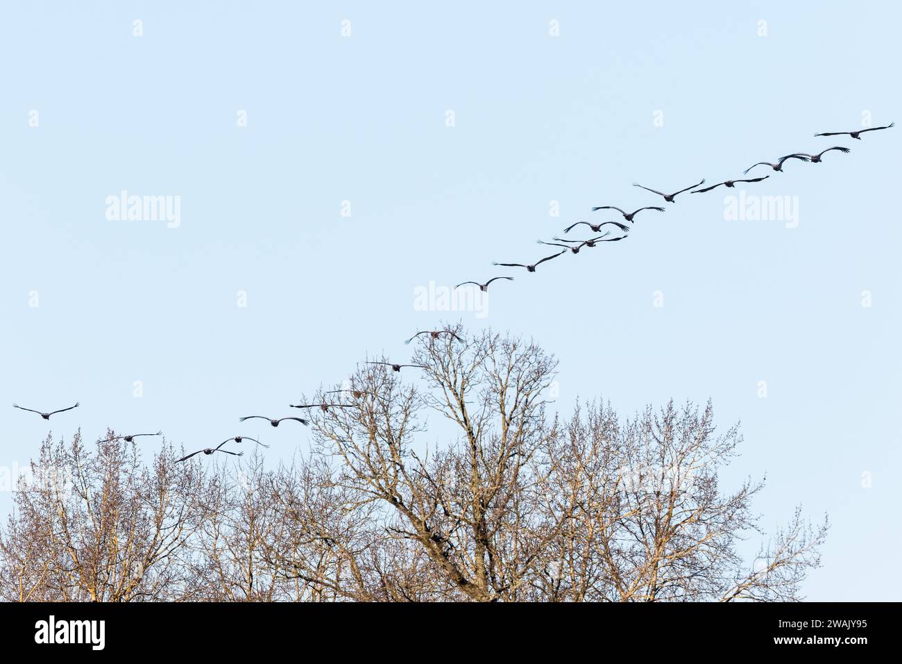 Flying over the tops of trees hi-res stock photography and images - Alamy