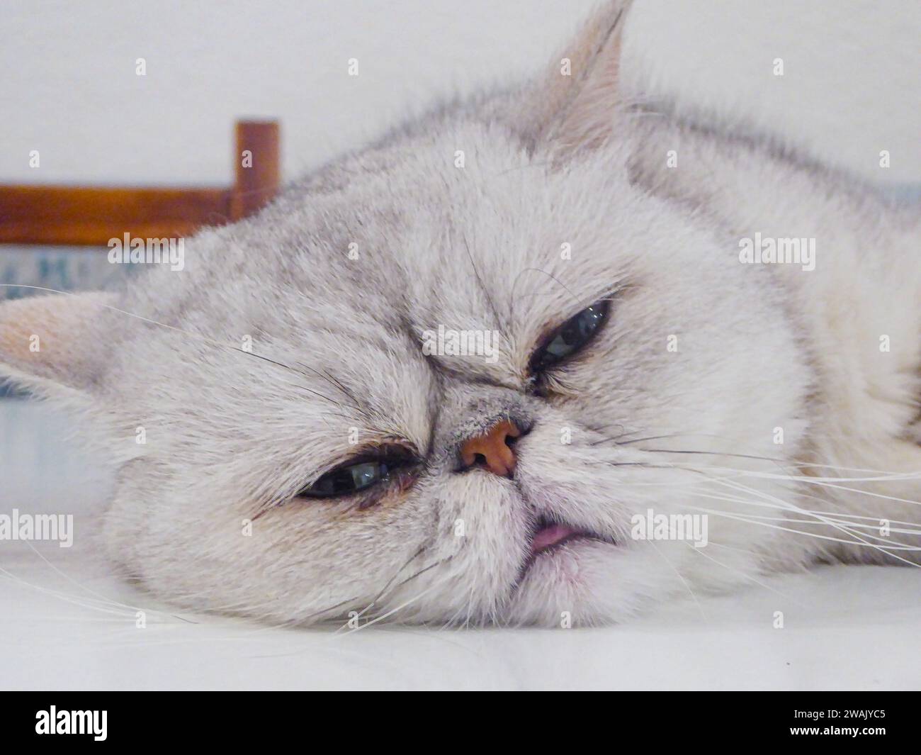 Domestic cat lying in a relaxed position on a comfortable bed, eyes ...