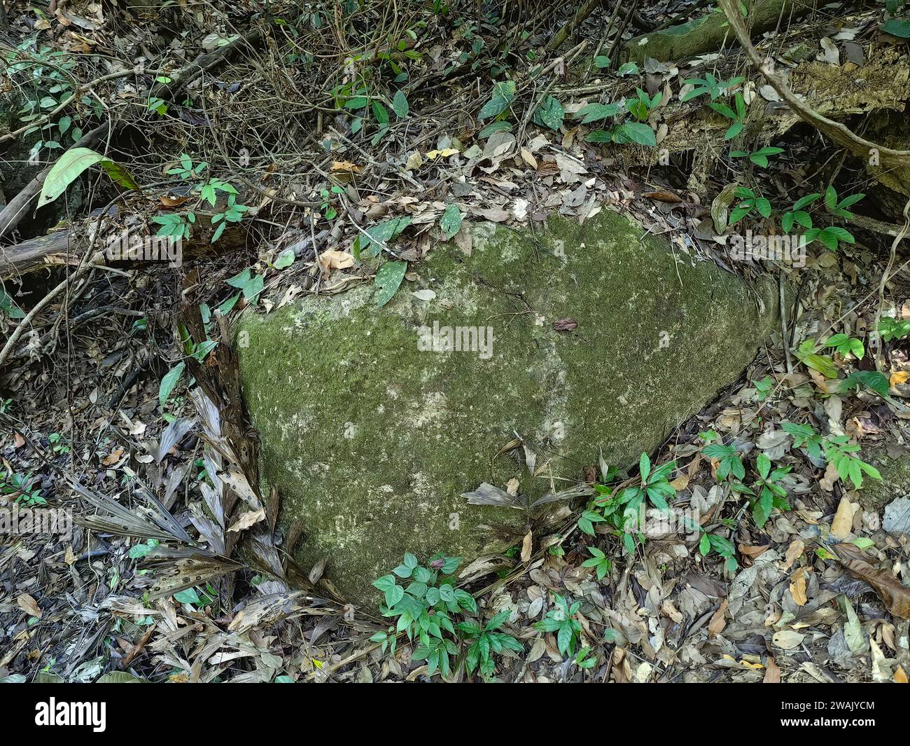Stone in the Jungle Stock Photo - Alamy