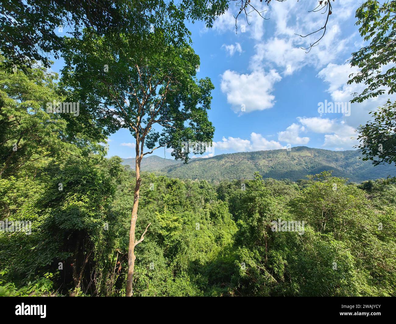 A mountain covered with jungle Stock Photo - Alamy