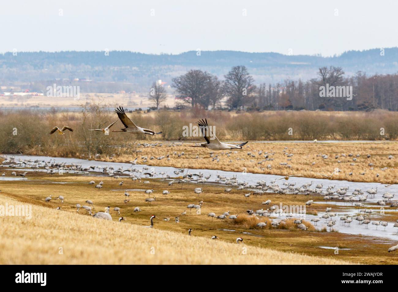 Crane flying over a meadow in springtime Stock Photo - Alamy