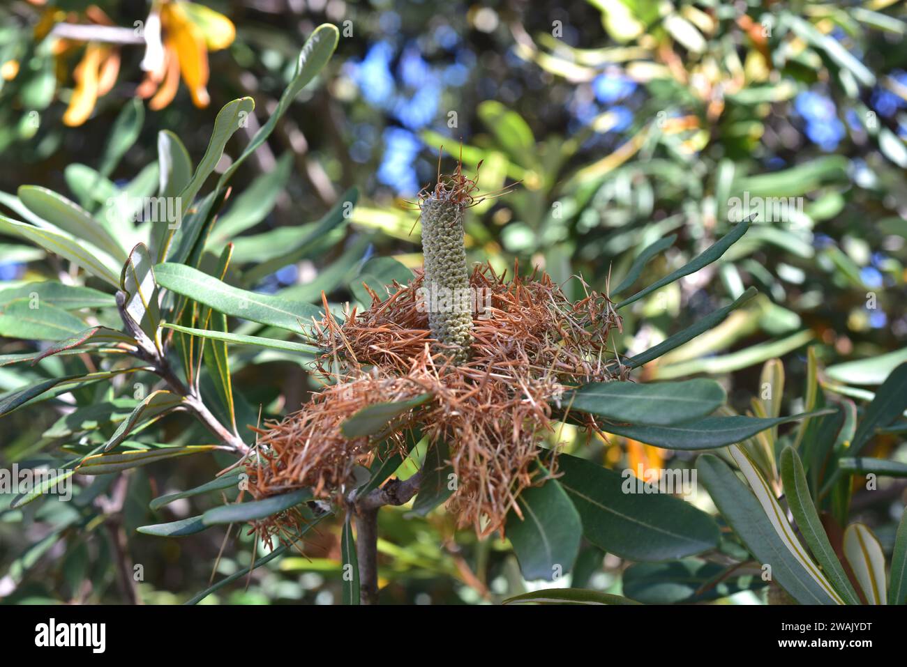 Coast banksia (Banksia integrifolia) is an evergreen shrub or small ...