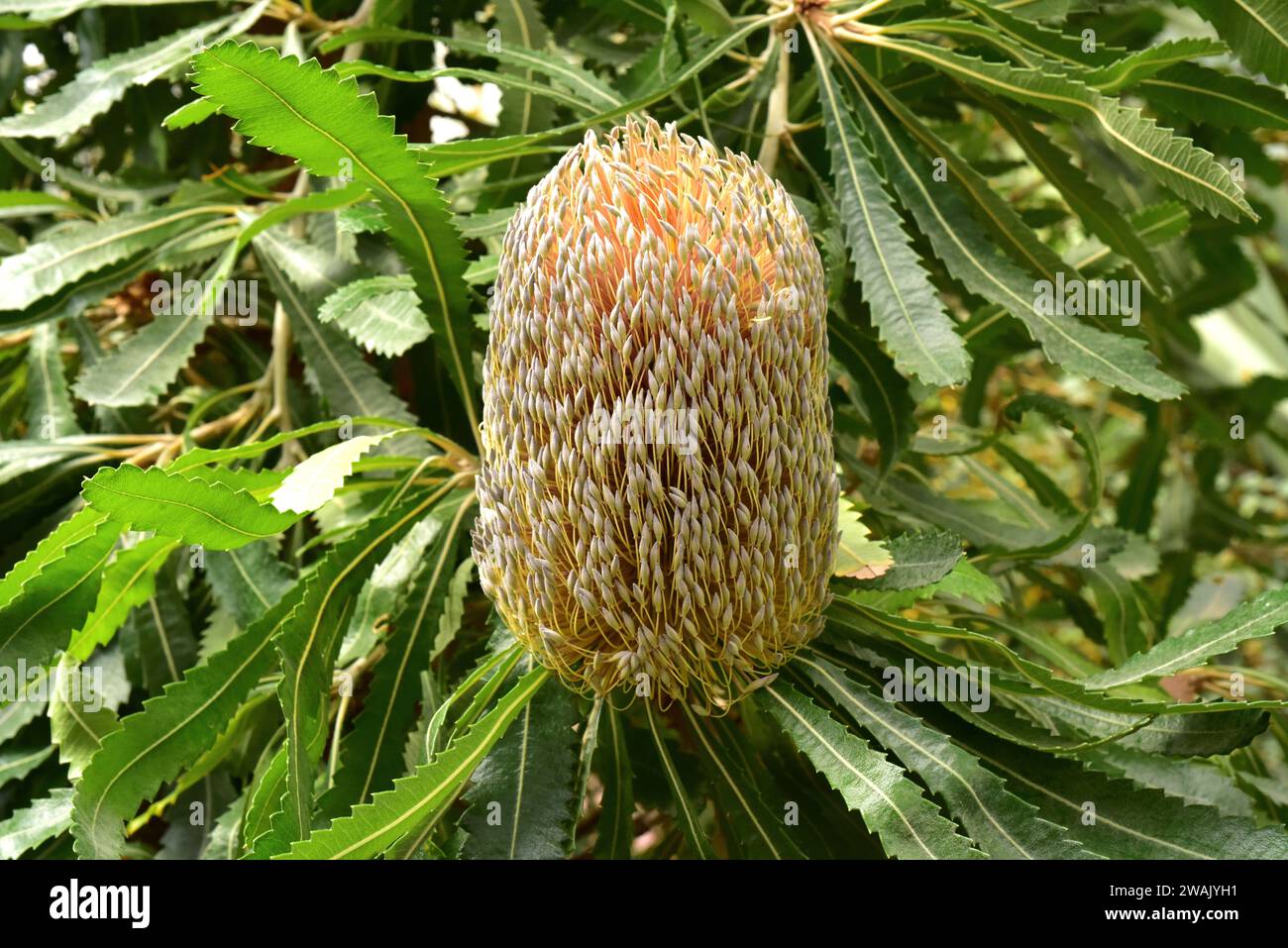 Old man banksia (Banksia serrata) is an evergreen tre ntive to eastern ...