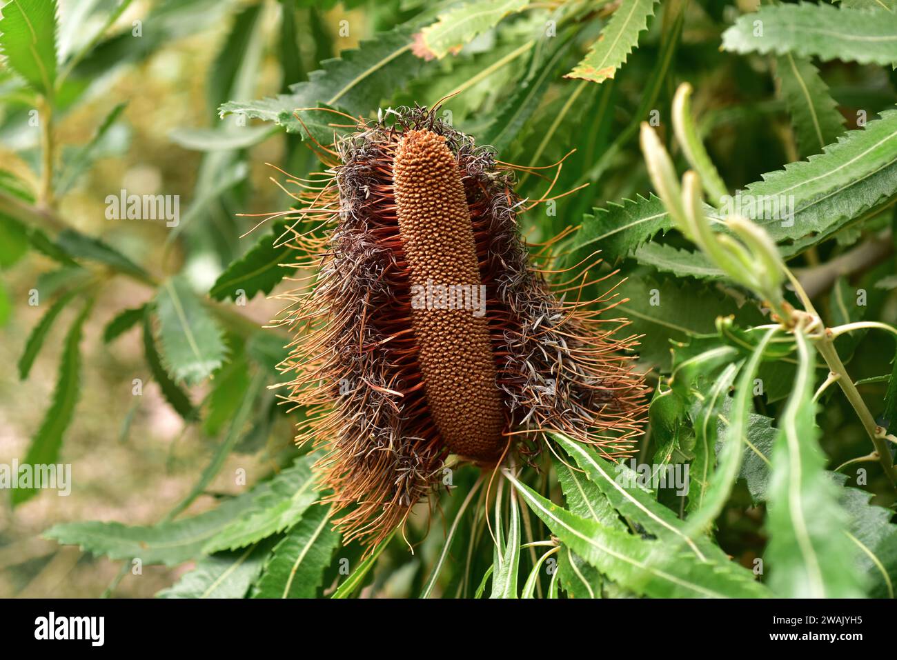 Old man banksia (Banksia serrata) is an evergreen tre ntive to eastern ...