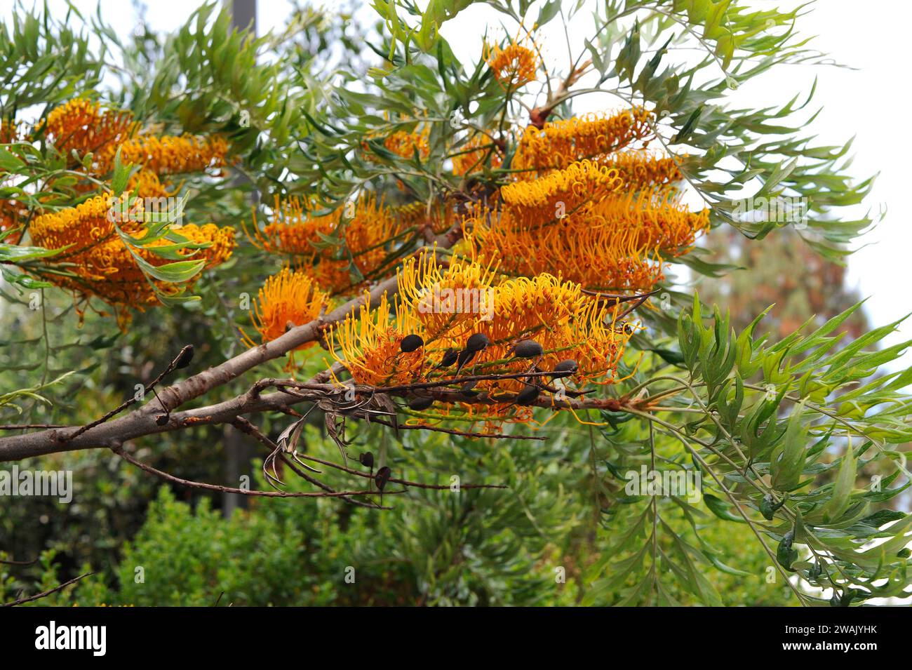Silver oak hi-res stock photography and images - Alamy