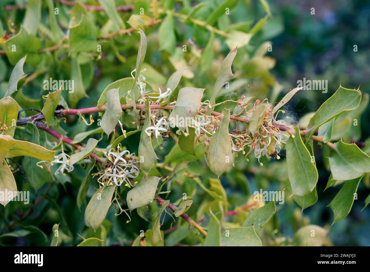 Harsh hakea (Hakea protrata) is a shrub native to southwest Australia ...