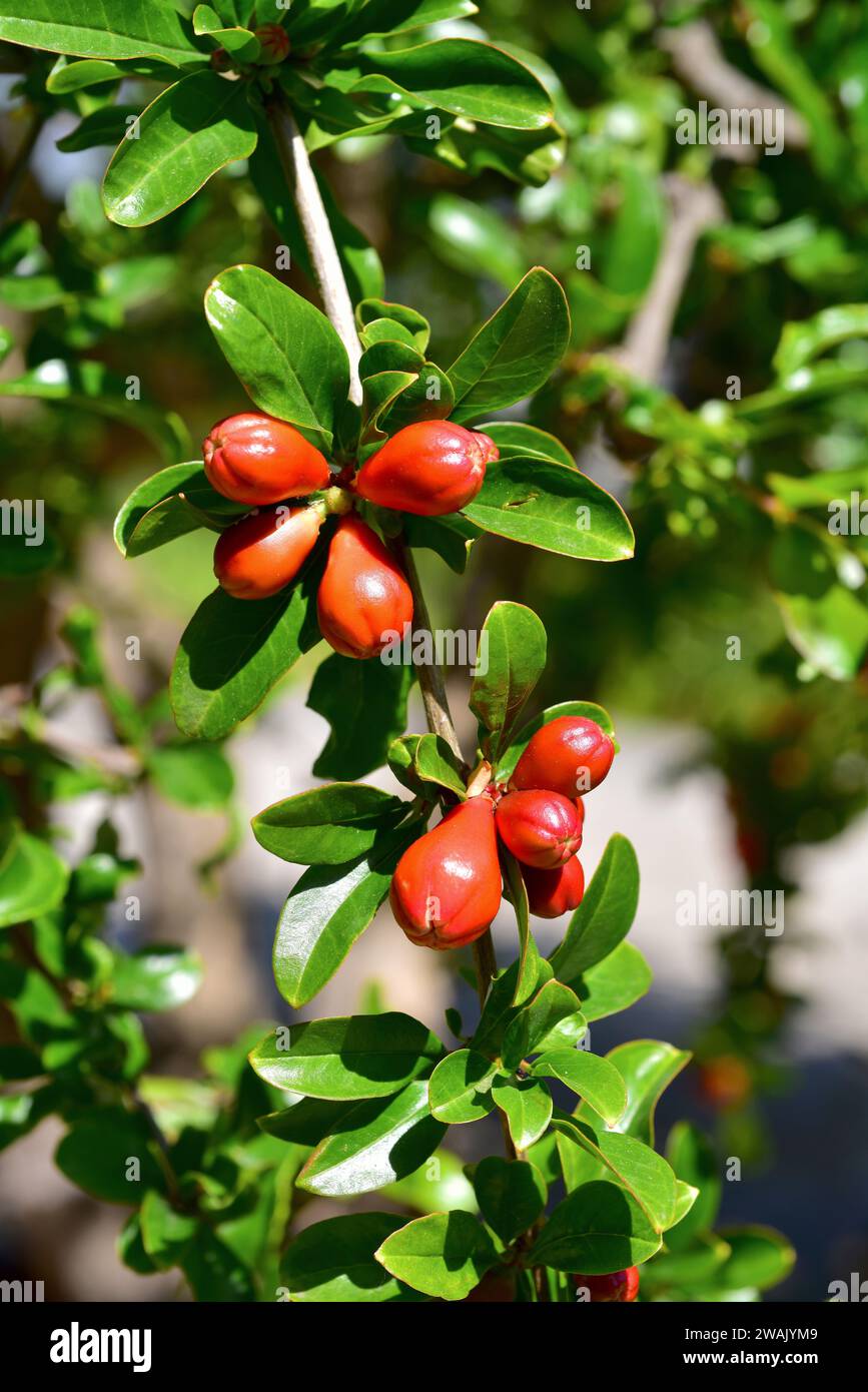 Pomegranate (Punica granatum) is a deciduous shrub native to Asia, from ...