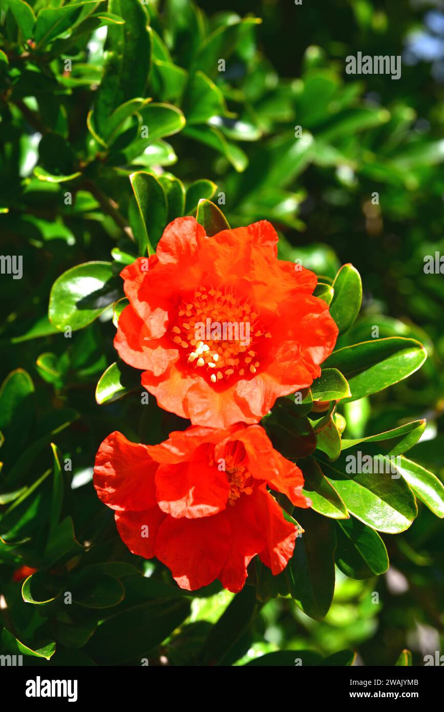 Pomegranate (Punica granatum) is a deciduous shrub native to Asia, from ...