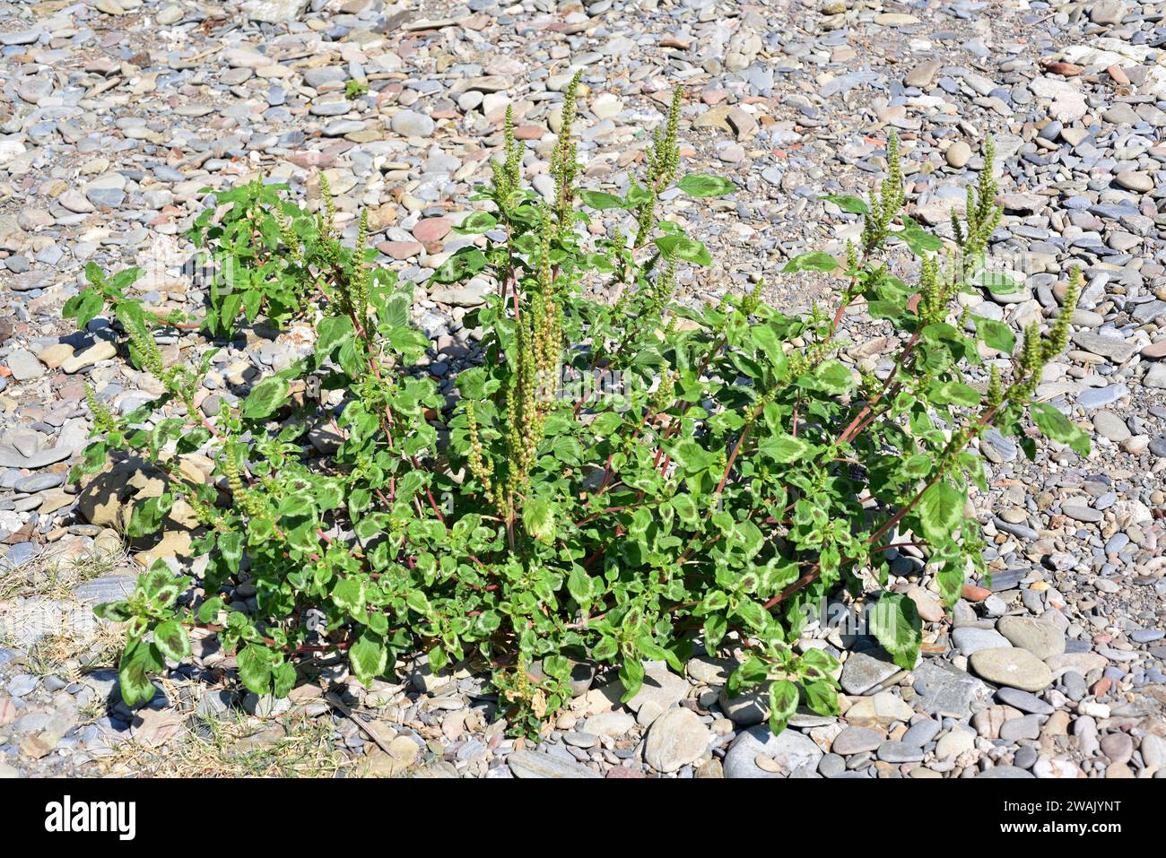 Large-fruit amaranth (Amaranthus deflexus) is an annual or perennial ...