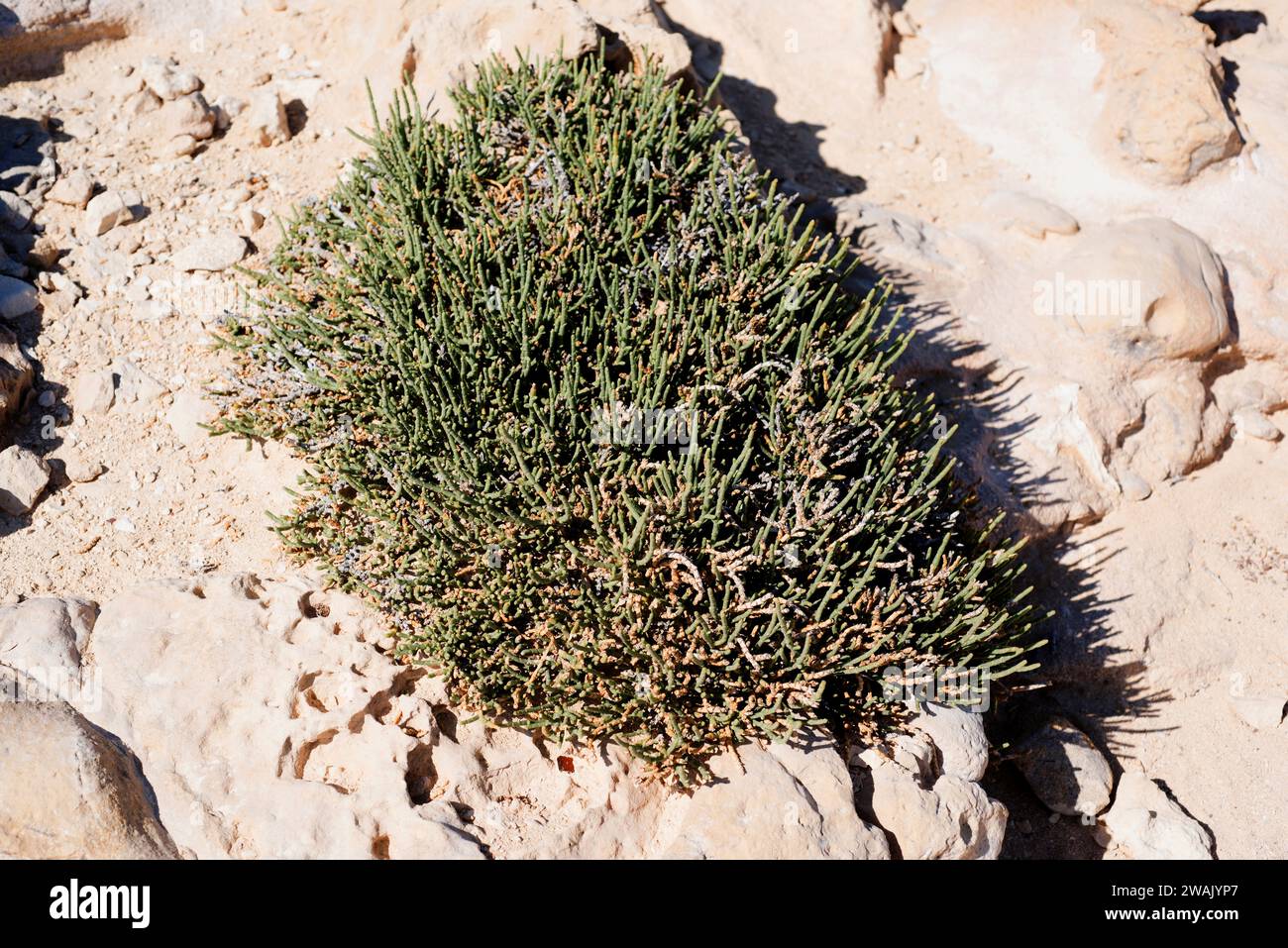 The anabasis hi-res stock photography and images - Alamy