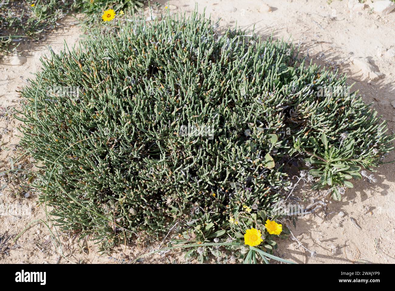 Anabasis hi-res stock photography and images - Alamy