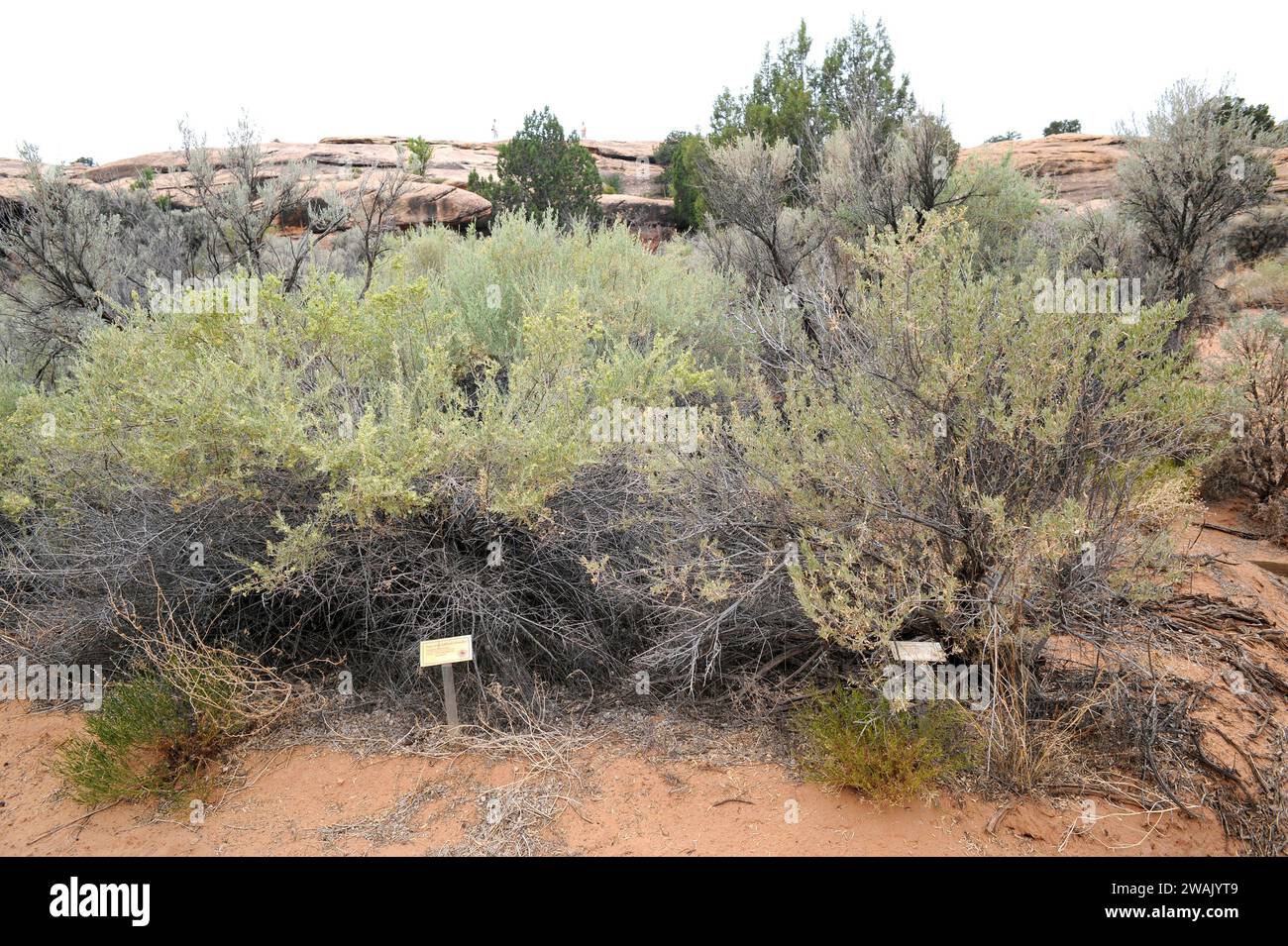 Four-wings saltbush (Atriplex canescens) is an evergreen shrub native ...