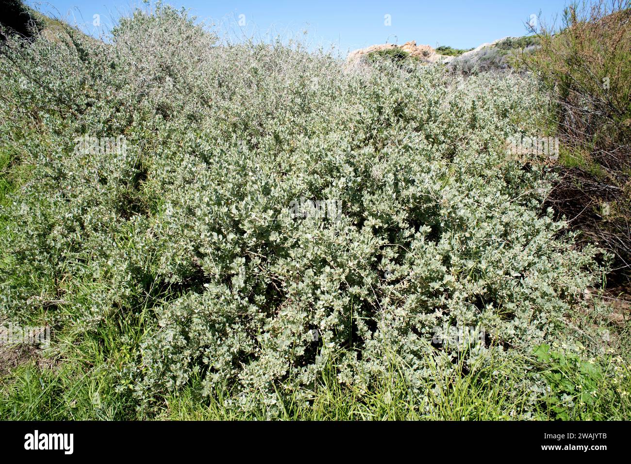 Mediterranean saltbush or sea orache (Atriplex halimus) is an halophyte ...