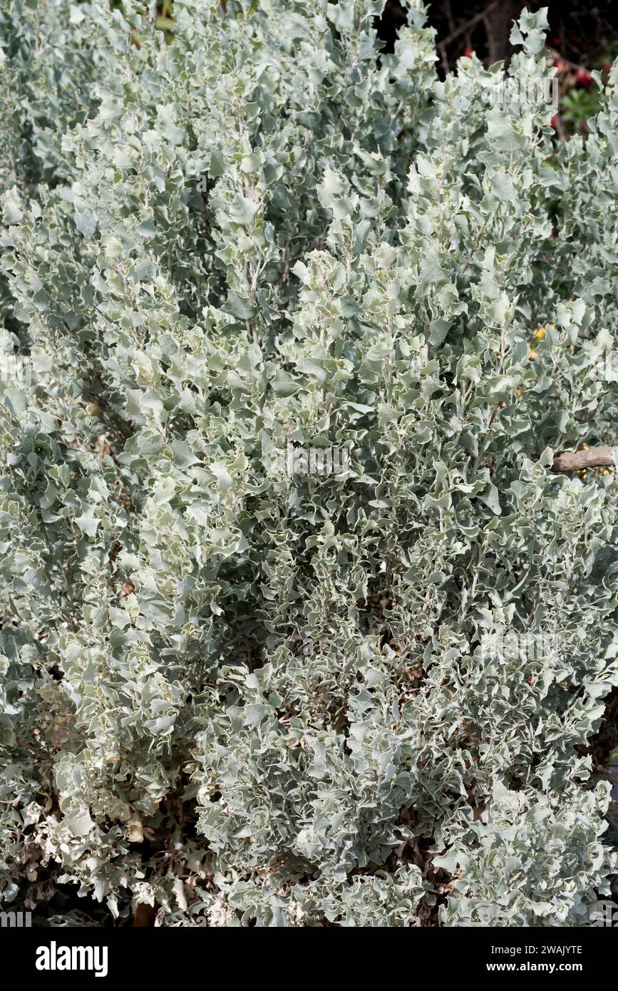 Oldman saltbush (Atriplex nummularia) is an halophyte shrub native to ...