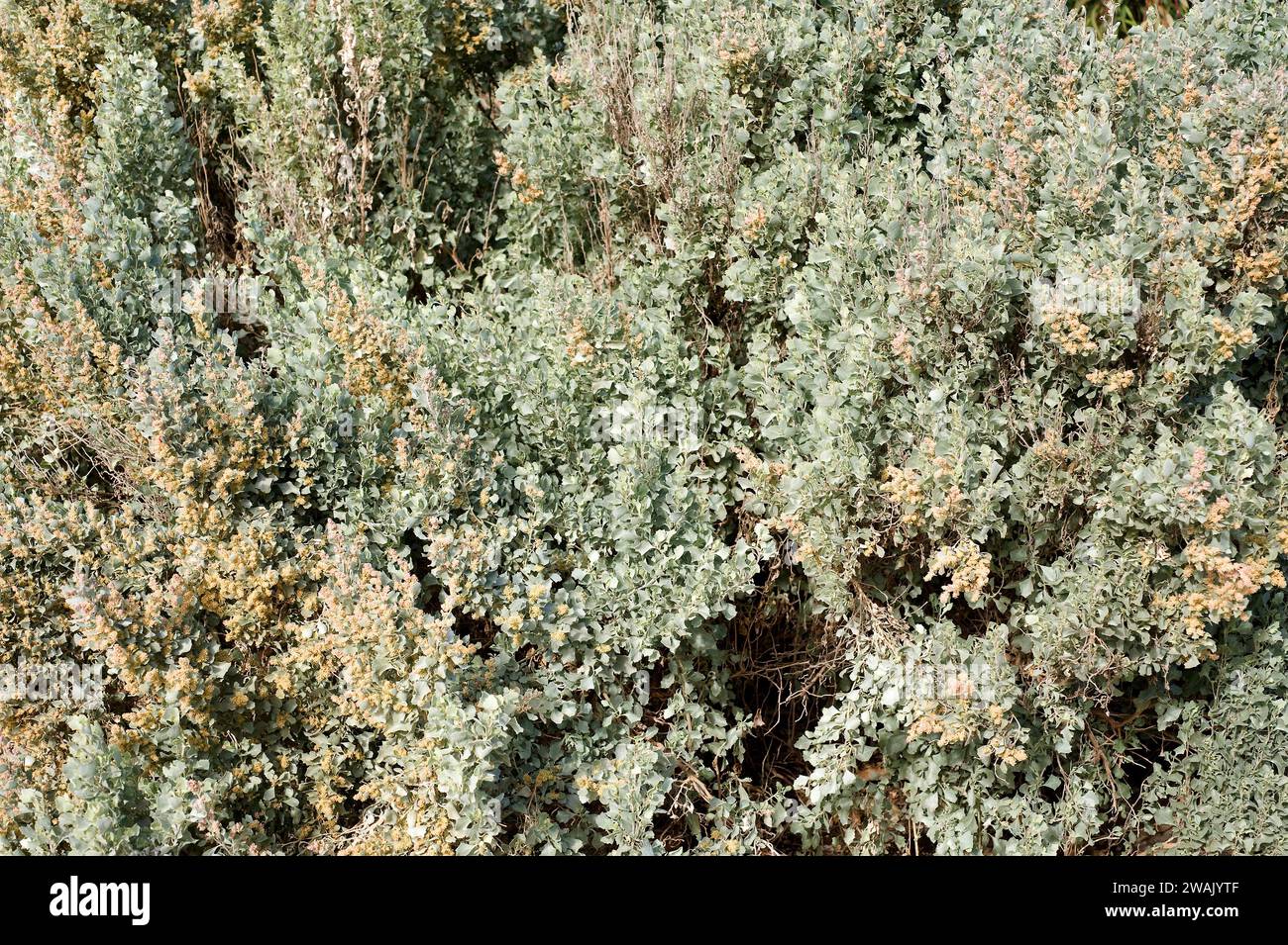 Oldman saltbush hi-res stock photography and images - Alamy