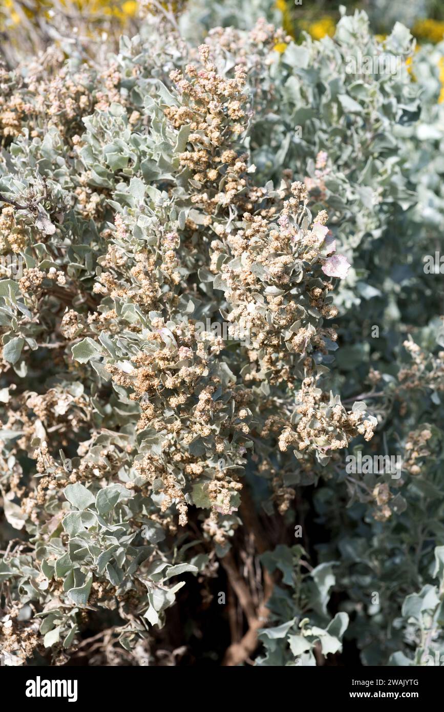 Oldman saltbush (Atriplex nummularia) is an halophyte shrub native to ...