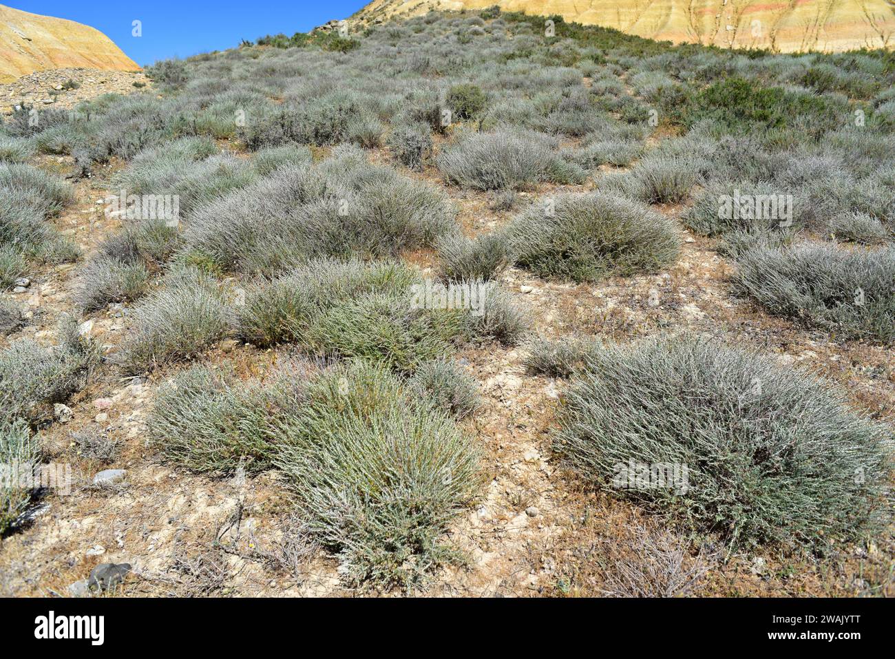 Sisallo alcanforado hi-res stock photography and images - Alamy