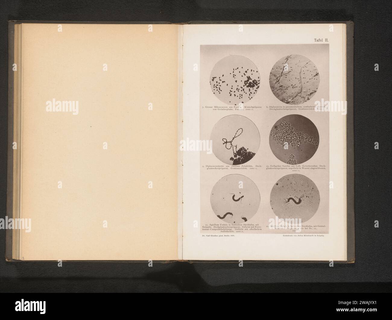 Six microscope images hi-res stock photography and images - Alamy