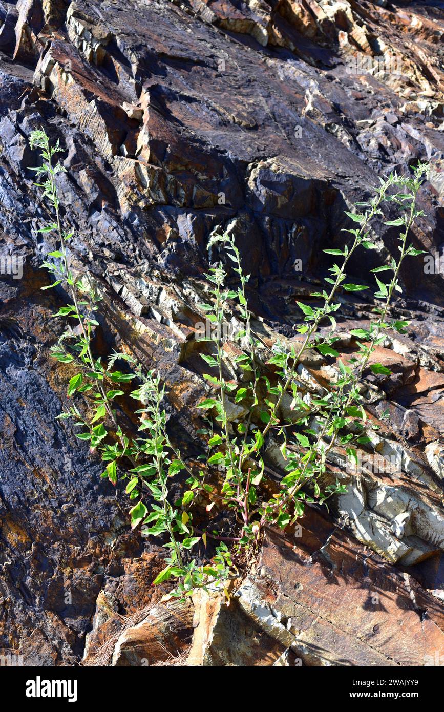Goosefoot (Chenopodium album) is an edible annual plant native to ...