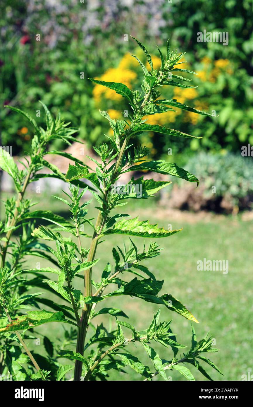 Nettle-leaved goosefoot (Chenopodium murale or Chenopodiastrum murale ...