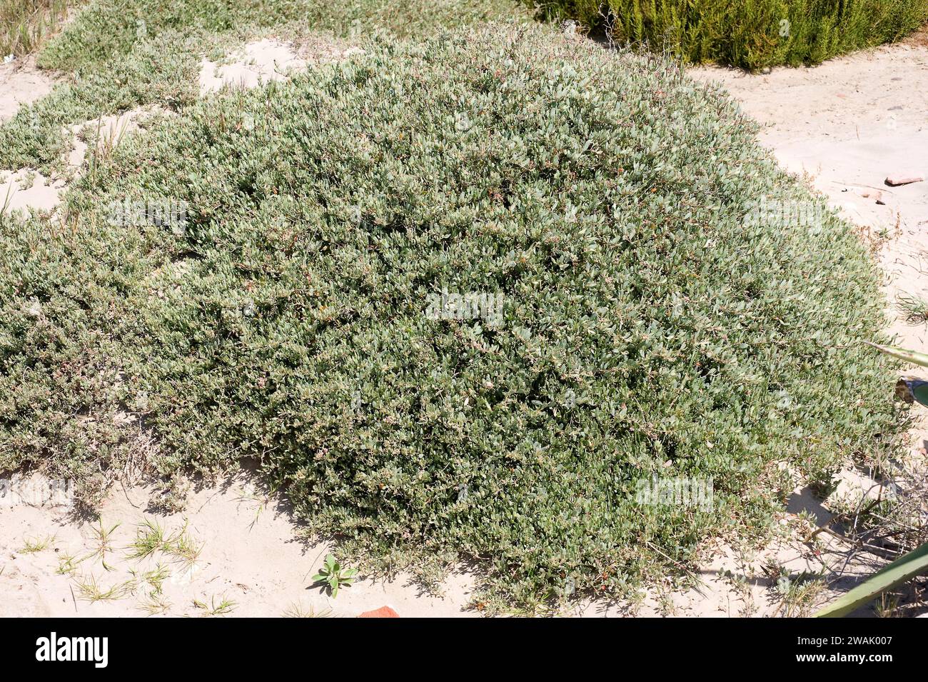 Sea purslane (Halimione portulacoides or Atriplex portulacoides) is an ...