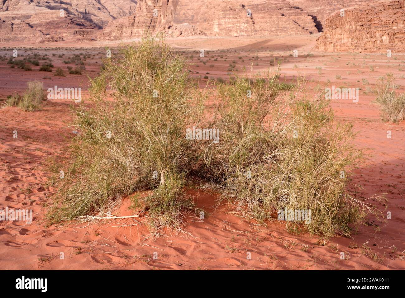 White saxaul (Haloxylon persicum) is a shrub or small tree native to ...