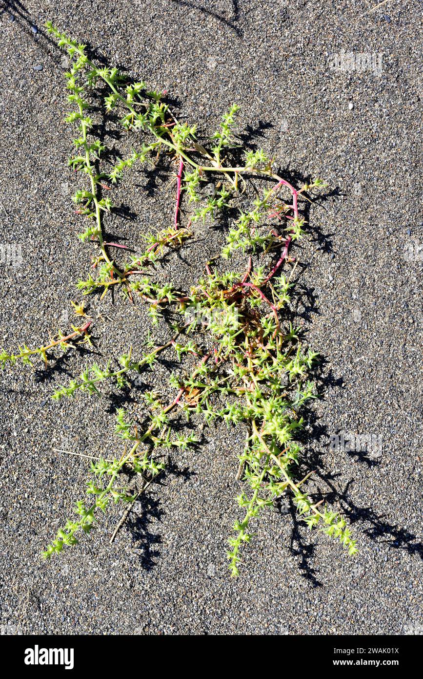 Common saltwort or prickly saltwort (Salsola kali or Kali tragus) is an ...