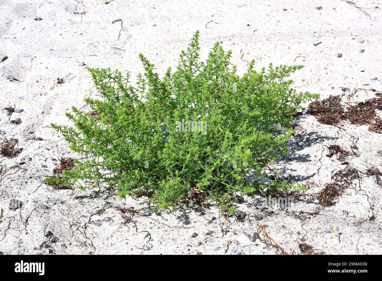 Common saltwort or prickly saltwort (Salsola kali or Kali tragus) is an ...