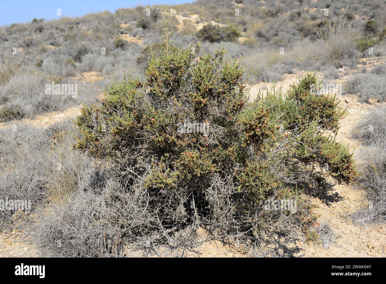 Mediterranean saltwort (Salsola vermiculata) is a shrub native to arids ...