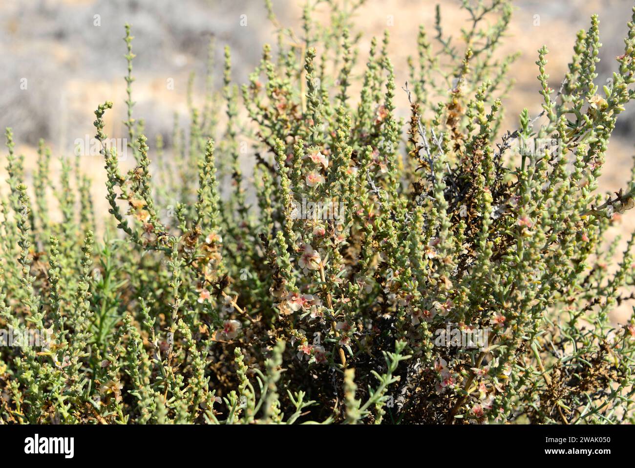 Mediterranean saltwort (Salsola vermiculata) is a shrub native to arids ...