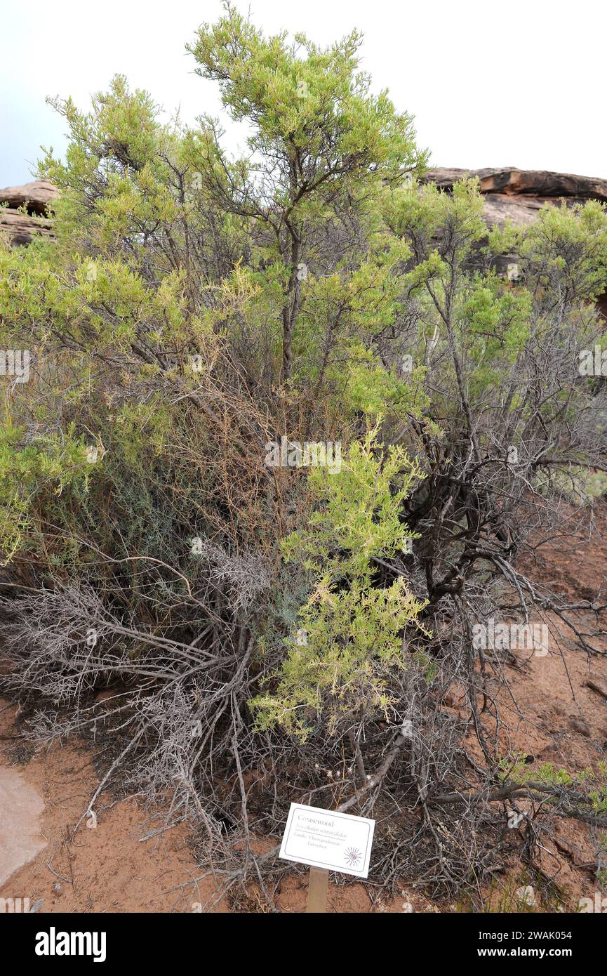 Utah native plants hi-res stock photography and images - Alamy