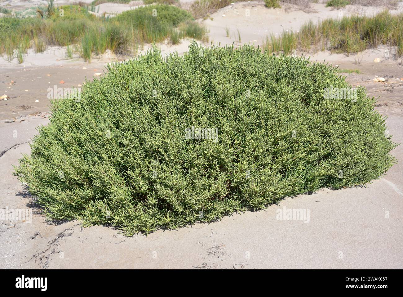 Glasswort, saltwort or samphire (Sarcocornia fruticosa, Salicornia ...