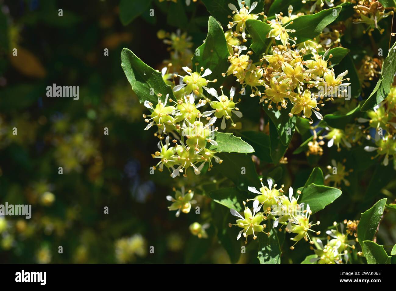 Soap bark tree (Quillaja saponaria) is an evergreen tree endemic to ...
