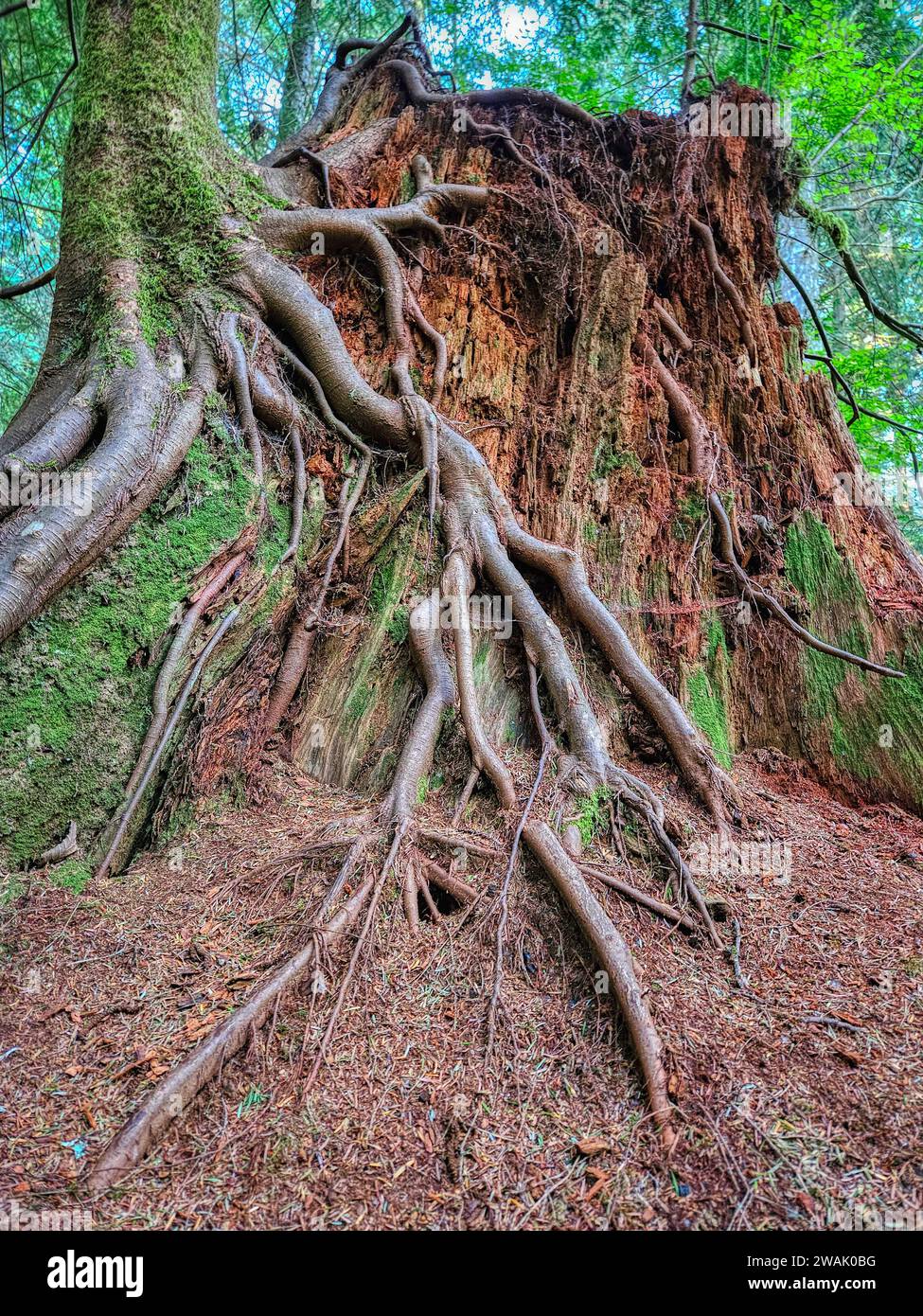 Worn roots hi-res stock photography and images - Alamy