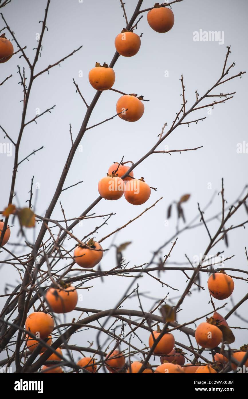 Apple kaki, japanese apple, persimmon fruit on tree branches in fall ...