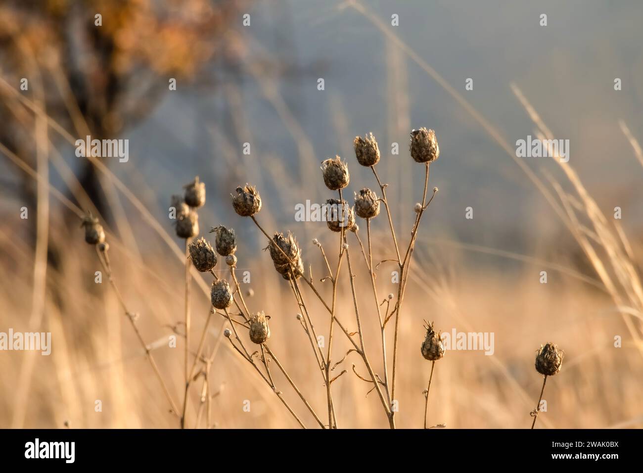 Grass seed pod hi-res stock photography and images - Alamy