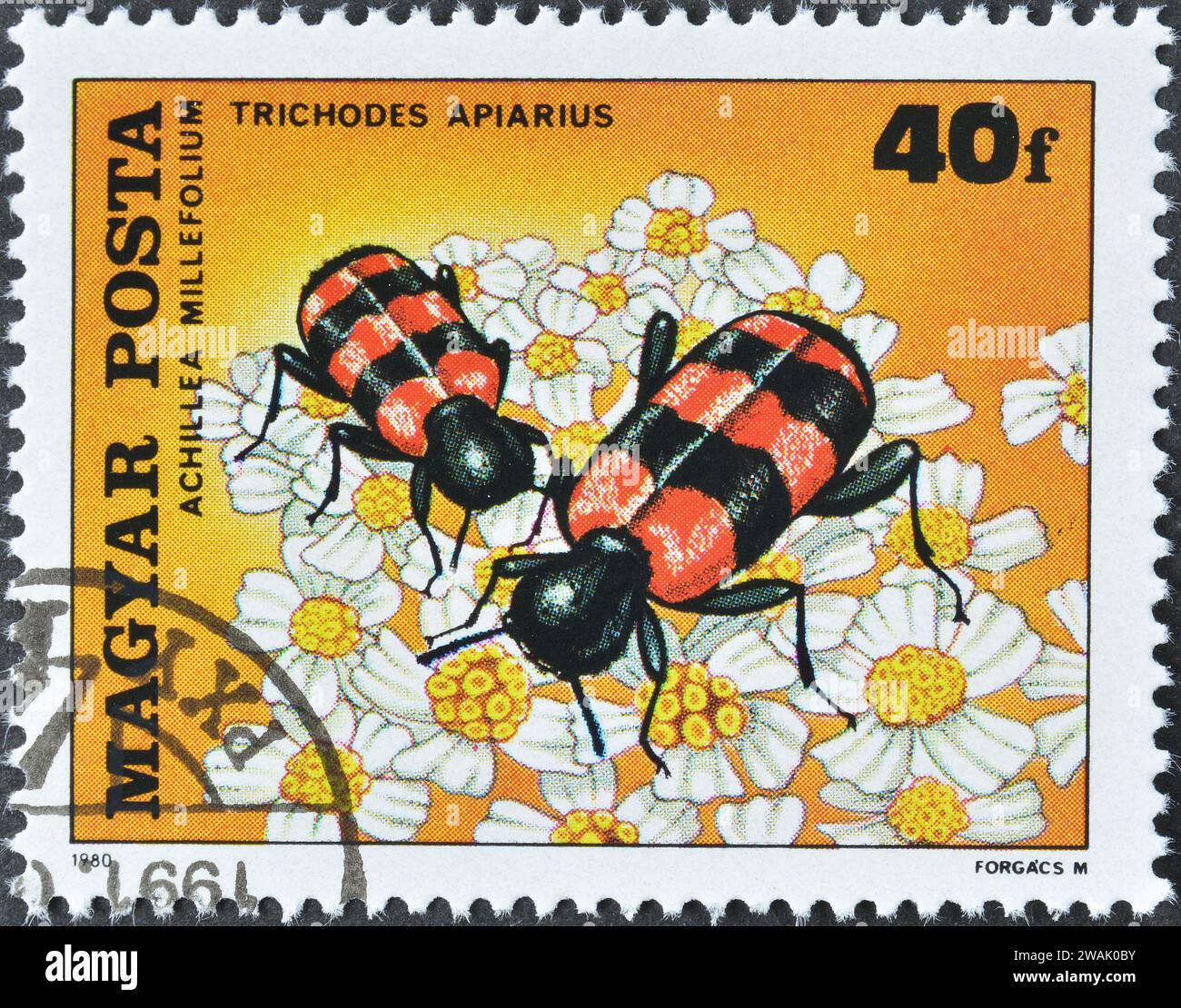 Pollinating beetle isolated hi-res stock photography and images - Alamy