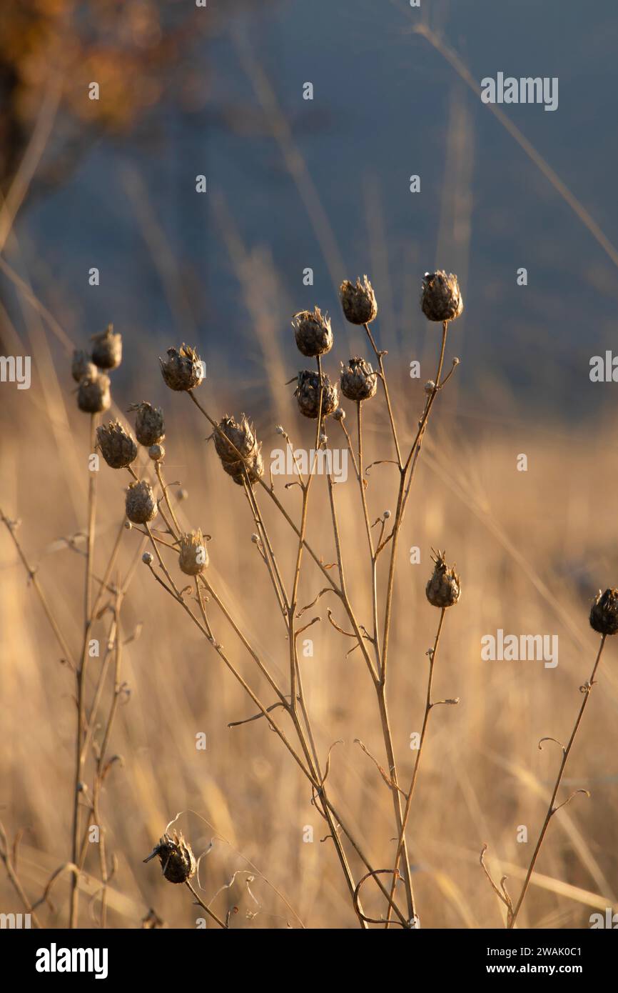 Grass seed pod hi-res stock photography and images - Alamy