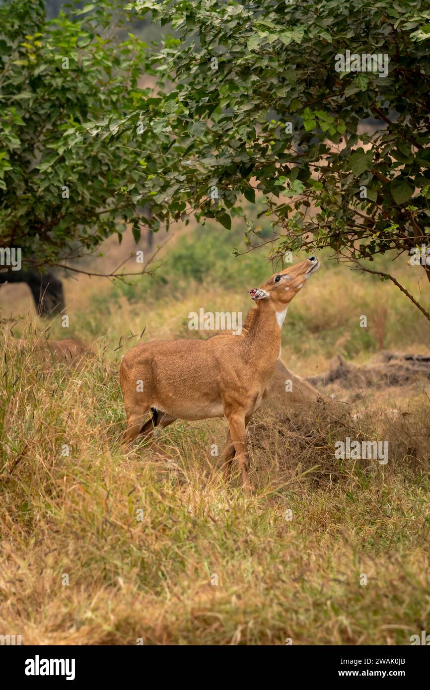 wild female nilgai or blue bull or Boselaphus tragocamelus largest ...
