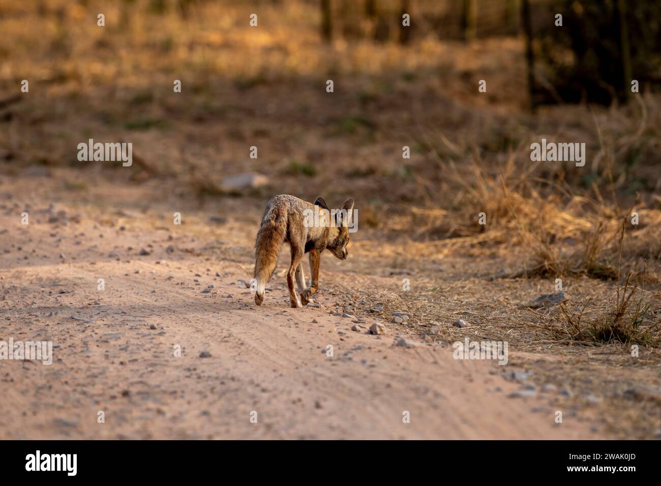 white footed fox or desert fox or vulpes vulpes pusilla back profile or ...