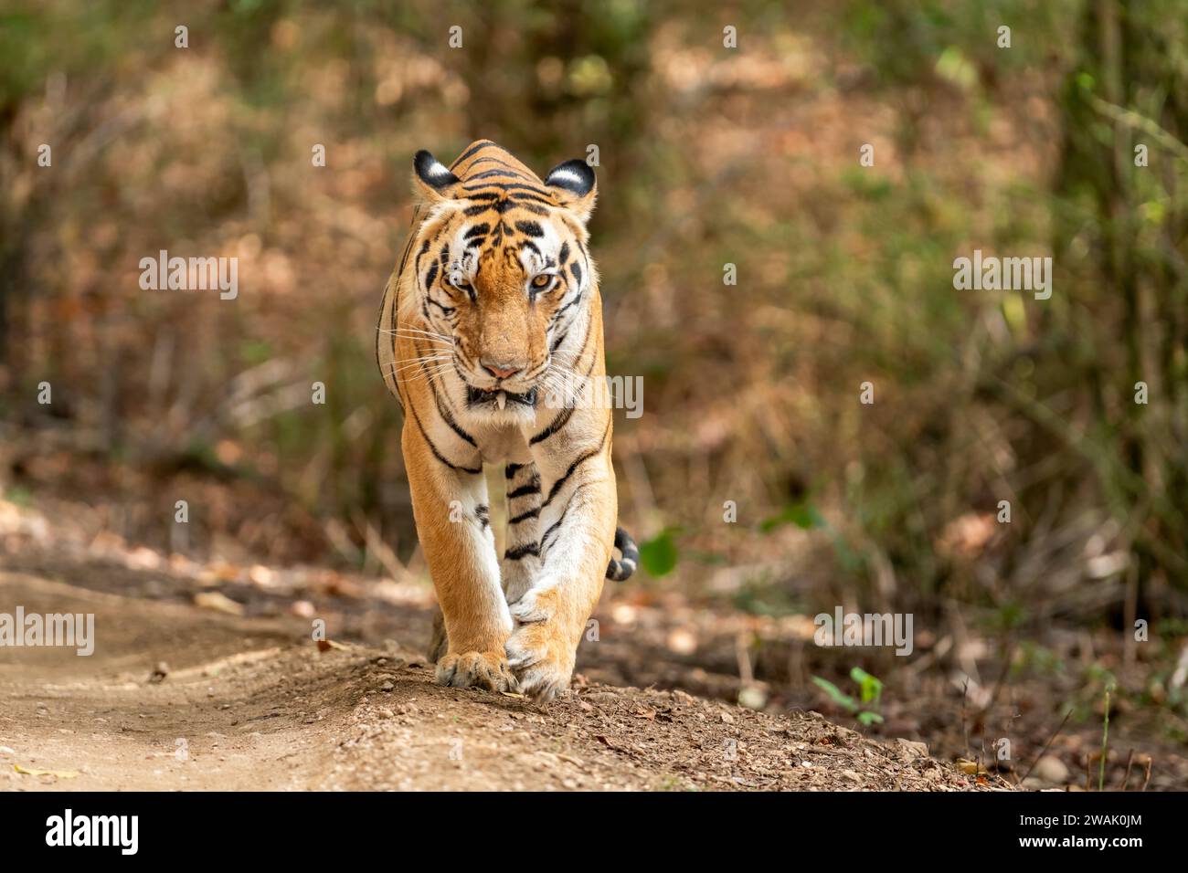 wild huge and large male bengal tiger or panthera tigris head on ...