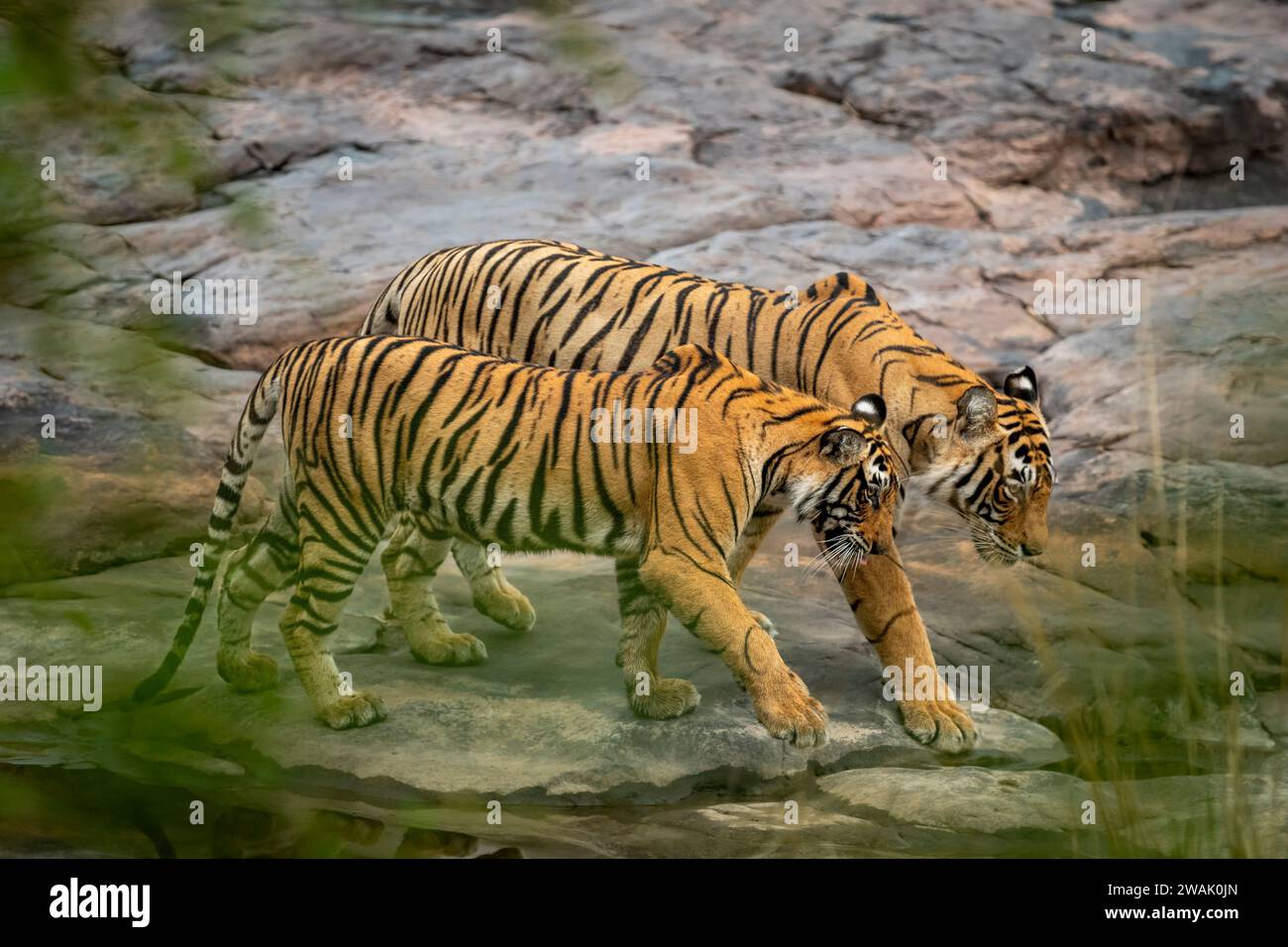 Wild female bengal tiger panthera tigris mother Loving moment with cub ...